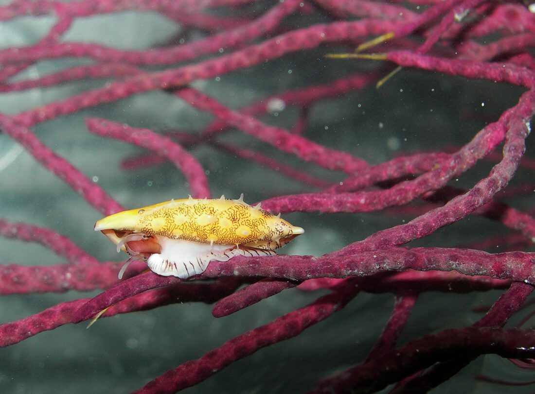 New exhibition opens at shell museum - SANIBEL-CAPTIVA - Island ...